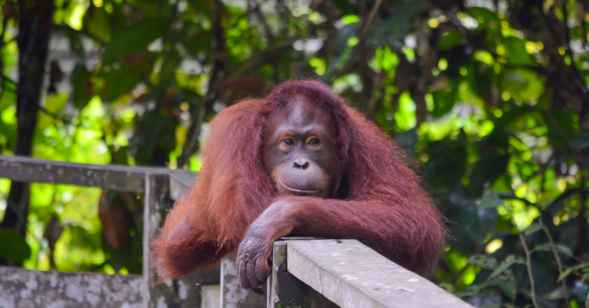 Visiting Sepilok, Borneo: Orangutans, Sun Bears, and Conservation ...