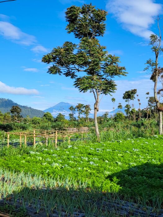 The Best Way to Visit Mount Telomoyo in Central Java - Becky Exploring